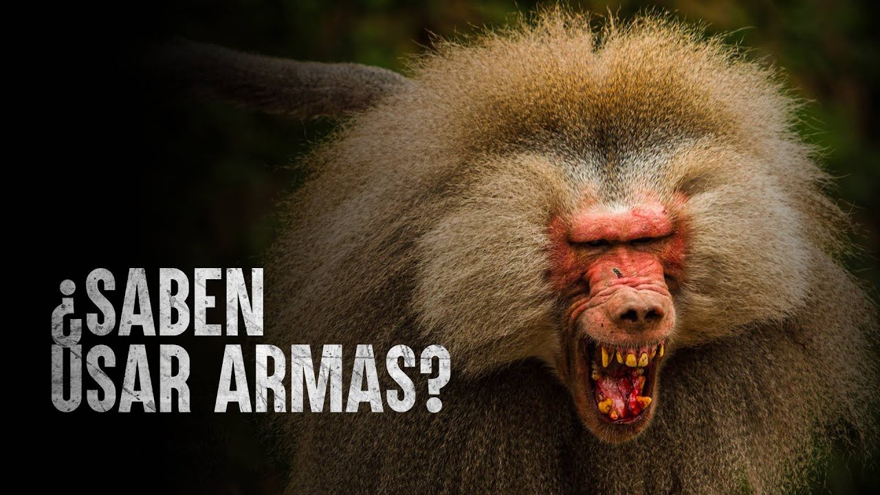 Cómo Sobrevivir los 5 primates más letales - YouTube