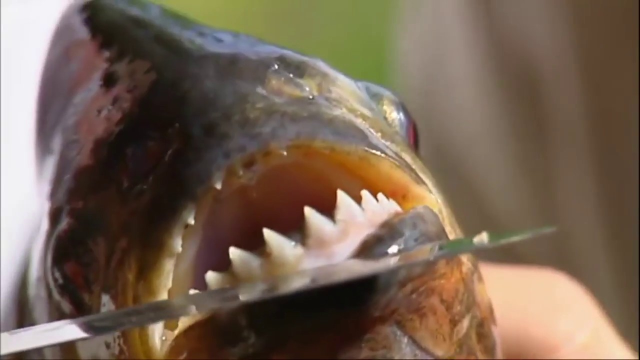 Kuma Kuma Fish by Guyanese Musician Kenton Wyatt - YouTube