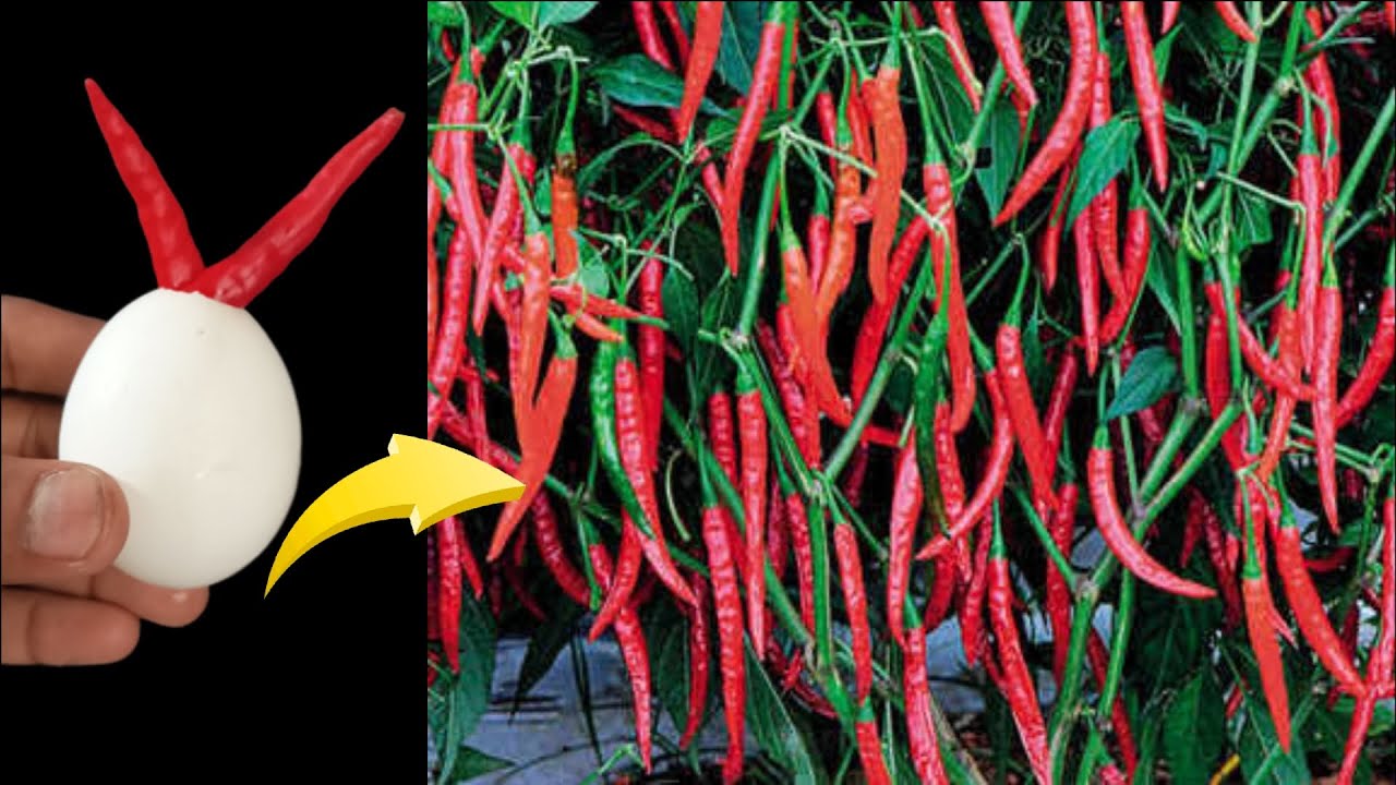 Easily propagate chilli tree with eggs get amazing fruit, How to grow ...