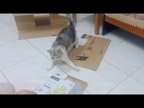 The funniest box lover you'll ever see - YouTube