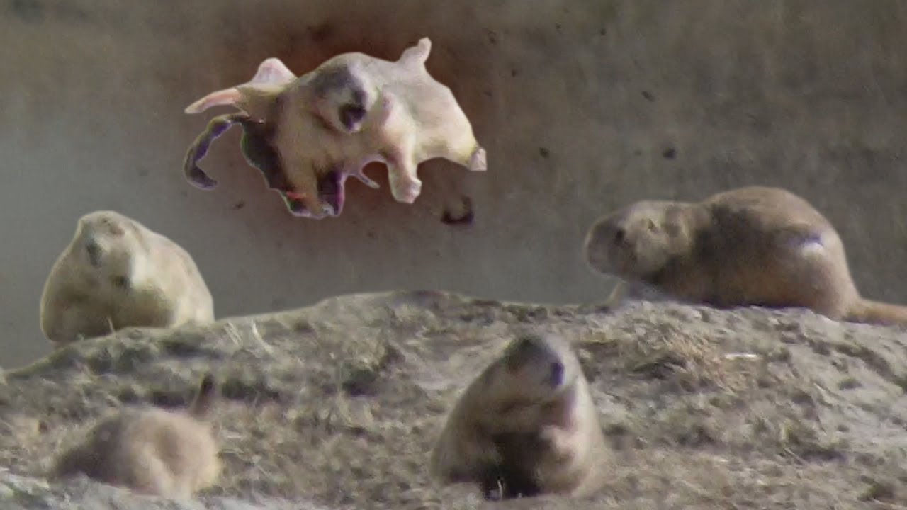 Prairie Dog Hunting Armageddon 3! Slo-mo EXPLOSIONS! - YouTube