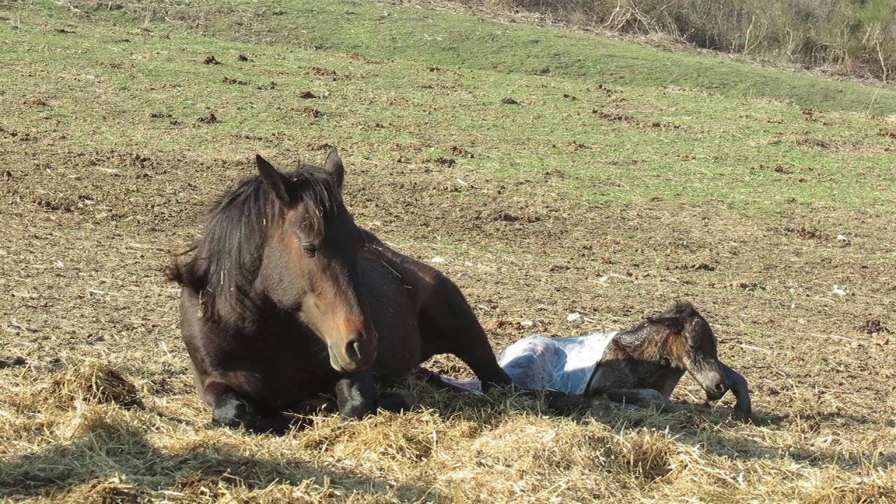 Fohlen, Geburt,freie Catria Pferde, Fruchtblase Min 30, Huberrt Asam ...