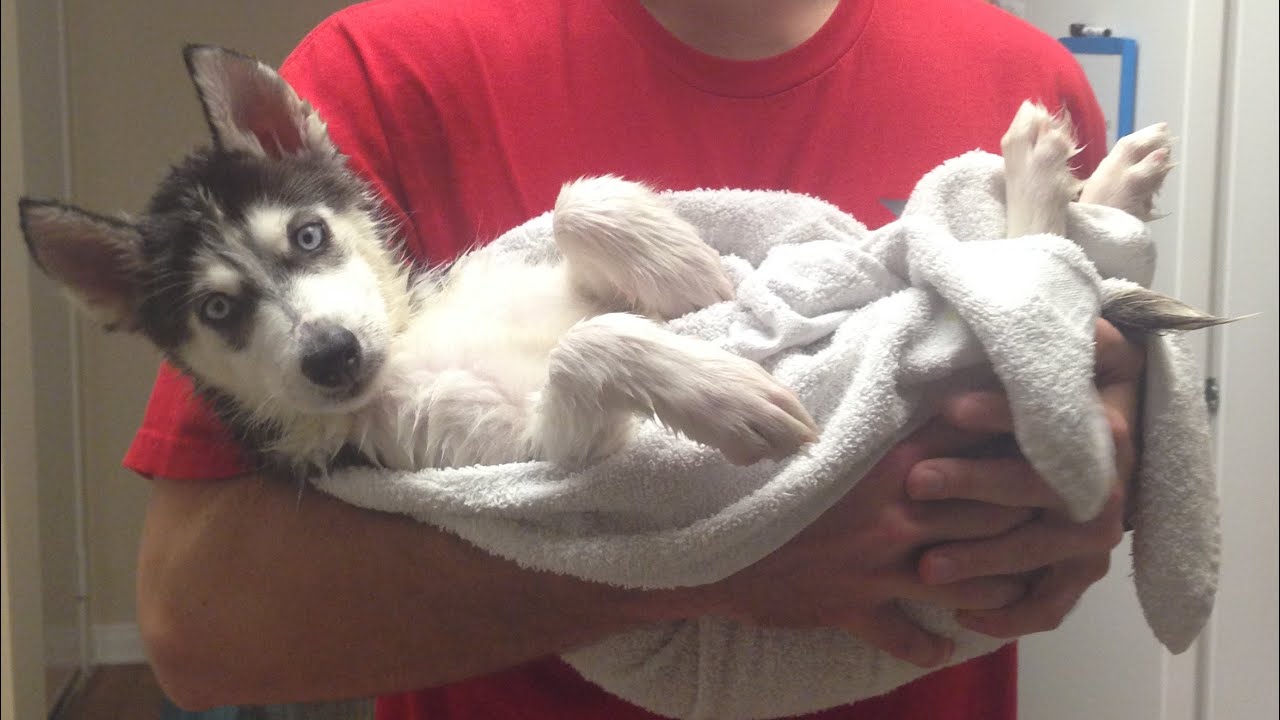 Husky Puppy Discovers Rain - YouTube