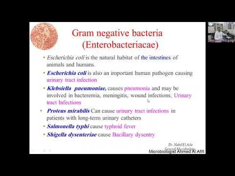 Chapter 6-4 Classification of Medically Important Bacteria part 4 - YouTube