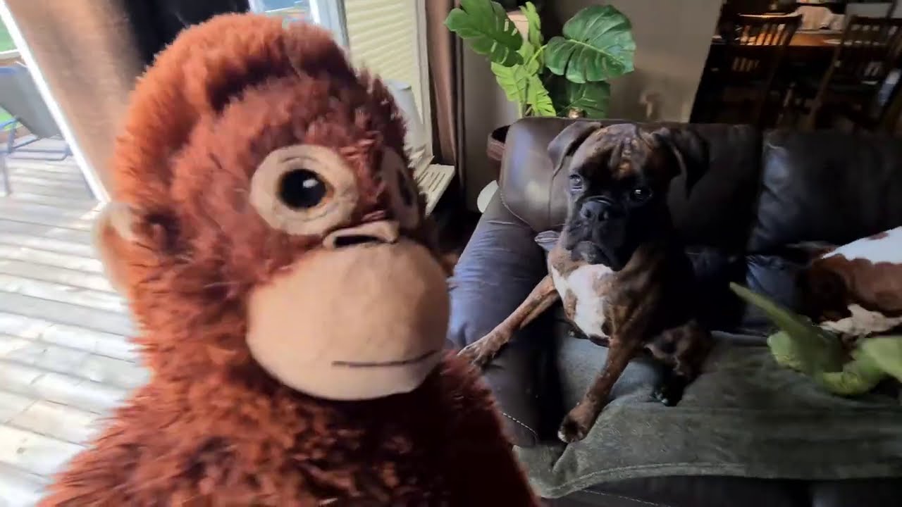 T-Rex For Rex And Silk Monkey For Sammie! Let The Rumble Begin! - YouTube