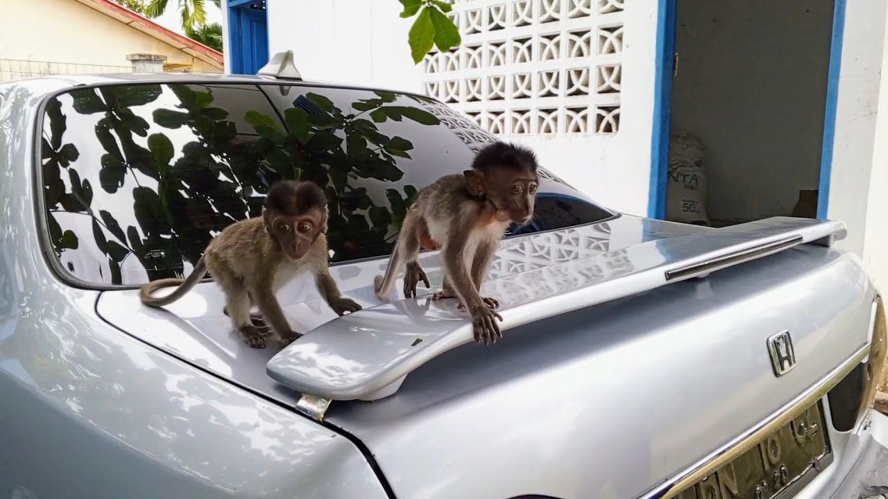 [ Monkey Raja ] Raji and Raja have become family members...!!! - YouTube