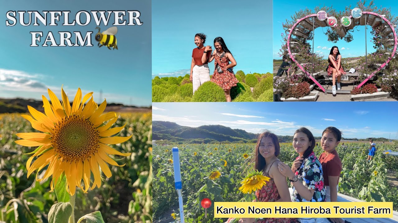 Sunflower Farm in Aichi Prefecture | JPN JOURNEY 06 - YouTube