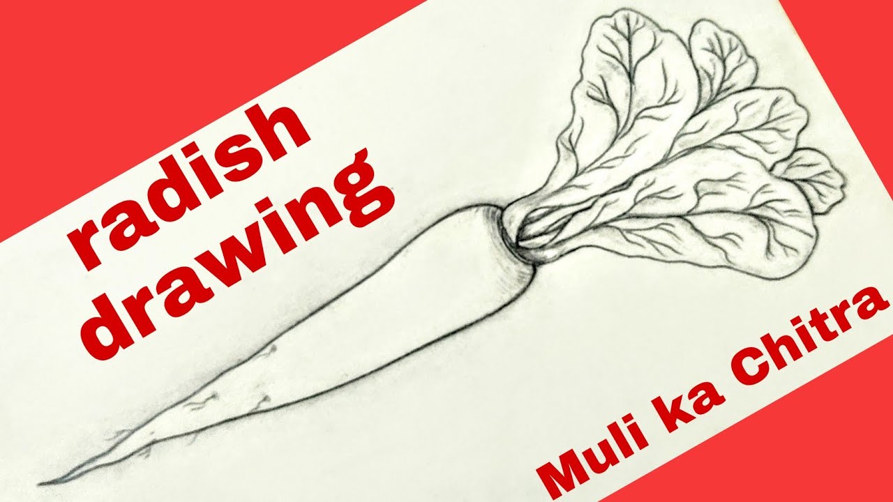 muli ka chitra | how to draw radish | radish drawing | radish memory ...