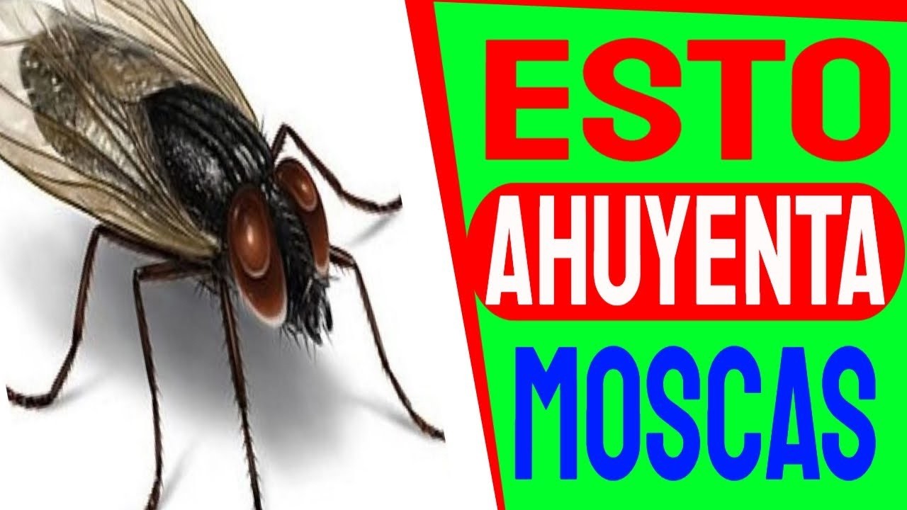 Repelente Para Moscas Casero | 7 REPELENTES CASEROS PARA EVITAR MOSCAS ...