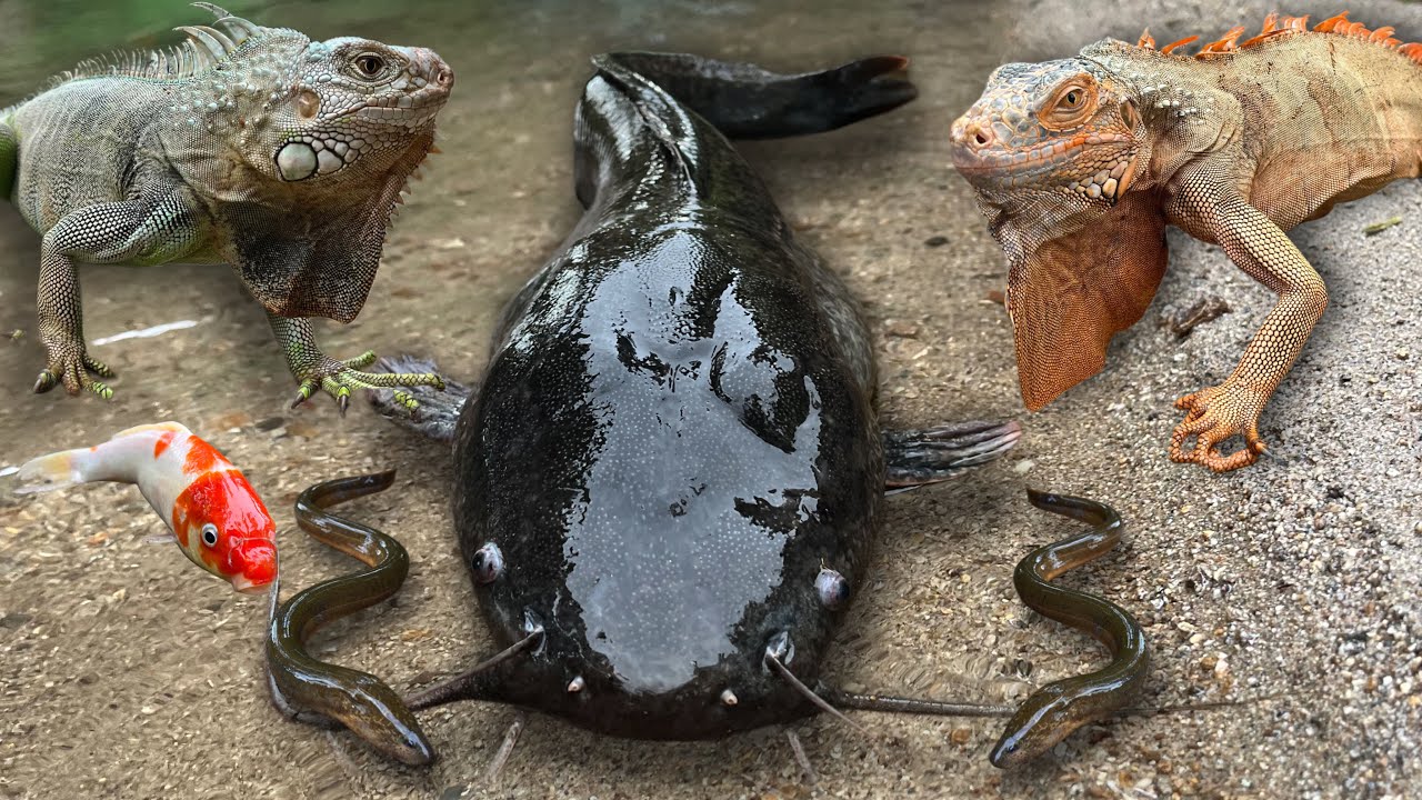 Wow! Menemukan ikan lele raksasa, ikan hias, ikan cupang, ikan gabus ...