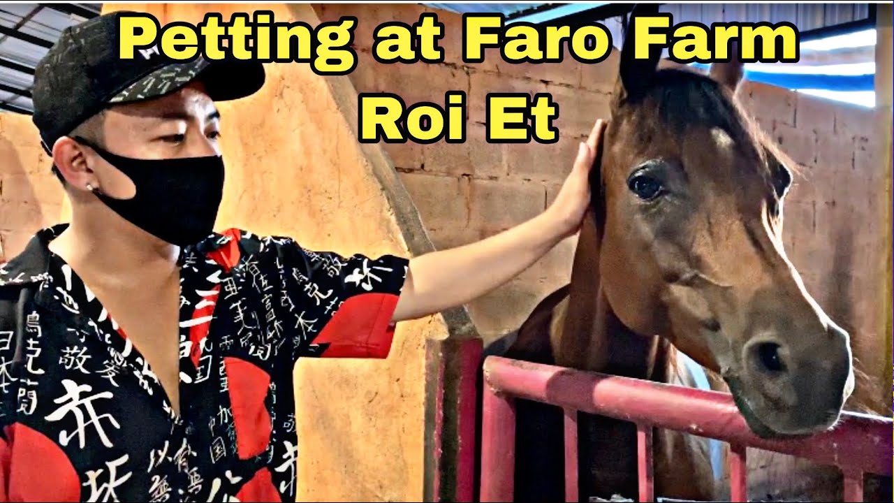 Petting at Faro Farm Roi Et | Ajarn Teejay - YouTube