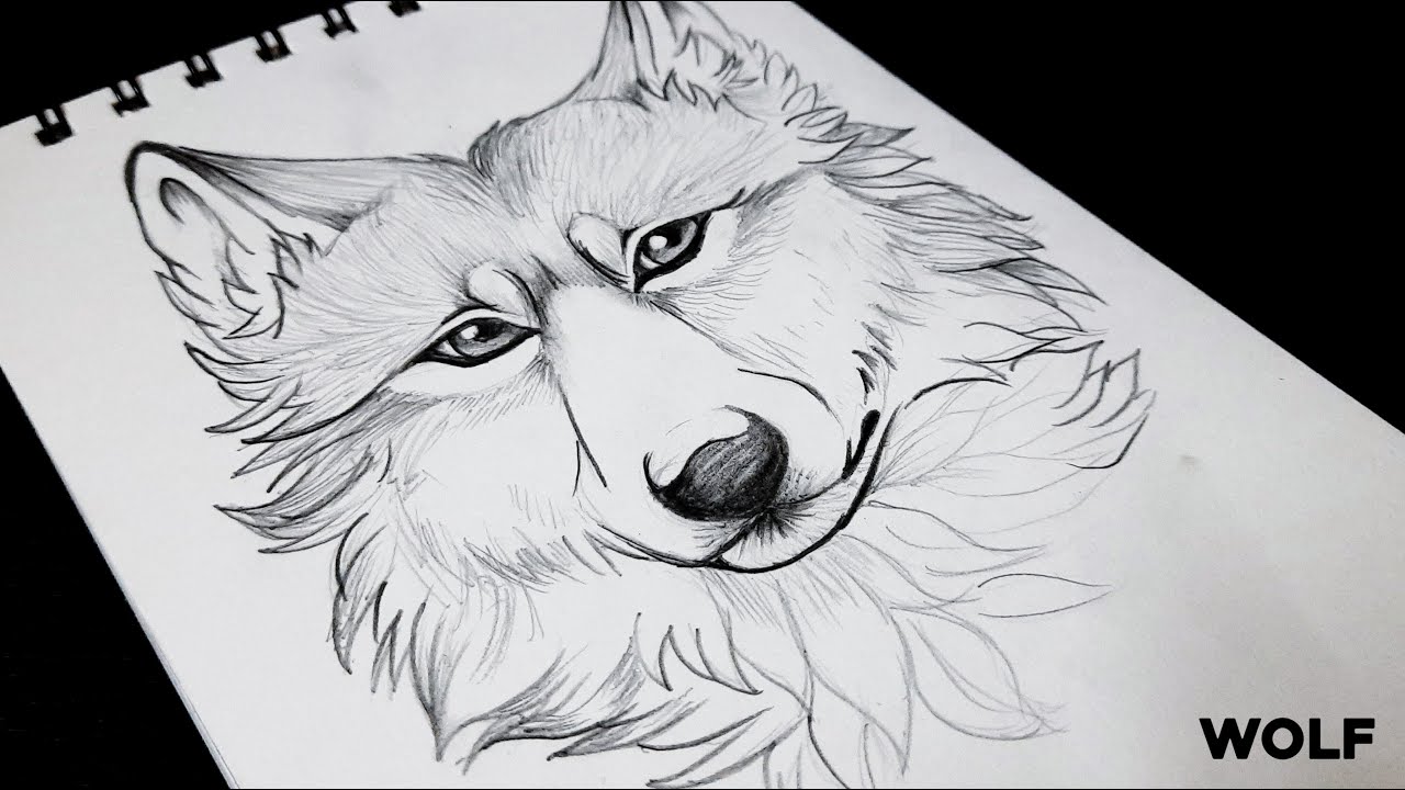 How To Make WOLF Pencil Sketch | Drawing Timelapse - YouTube