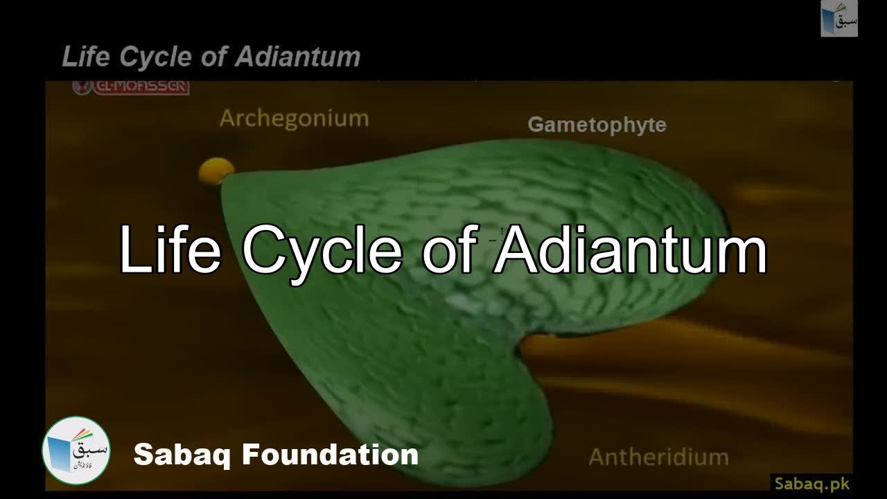 Life Cycle of Adiantum, Biology Lecture | Sabaq.pk - YouTube
