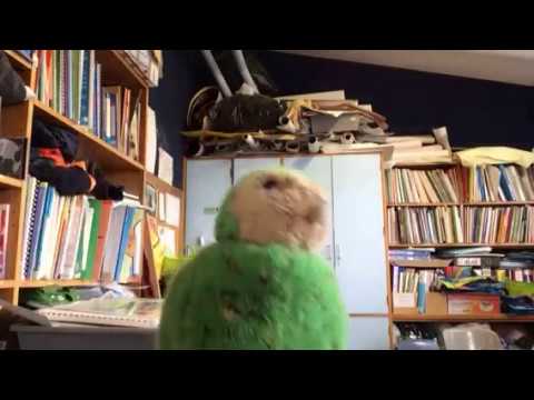 The Kakapo Dance - YouTube