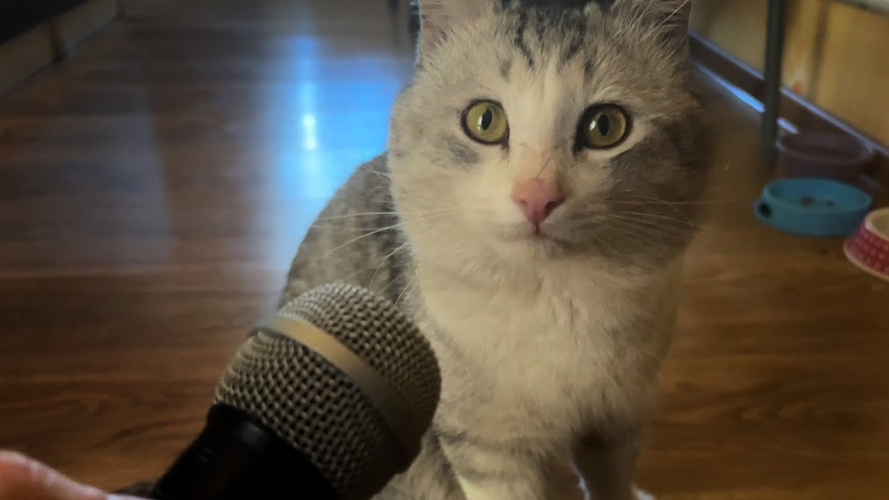 An Unexpected Ending to the Cat Interview | Cat Sound🎶🐱 - YouTube