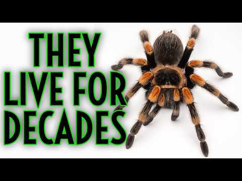 Top 5 Longest Living Tarantulas in the World!