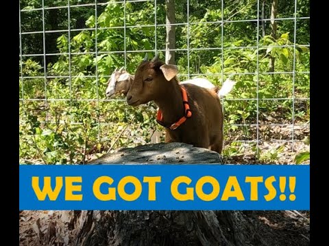Our Goat Setup - YouTube