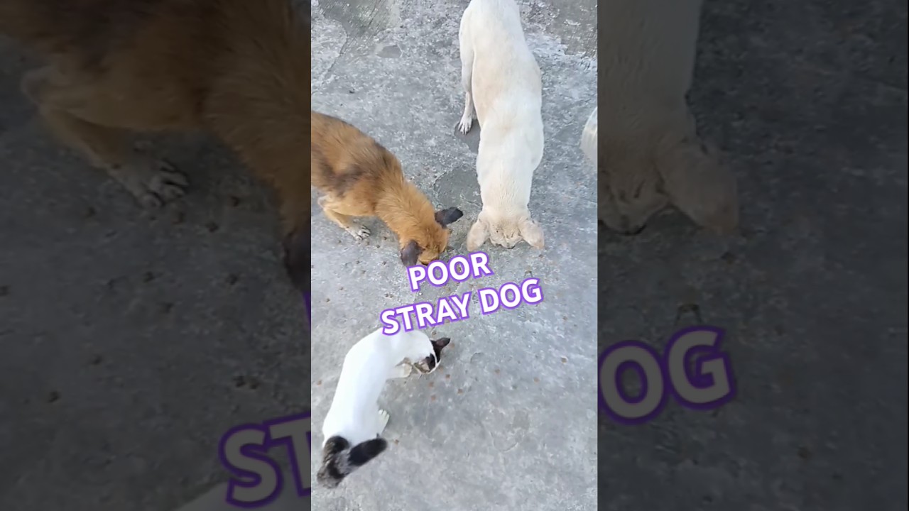 FEEDING STRAY DOG OUTSIDE VERY HUNGRY #dogs #doglover #hungrydog #dog ...