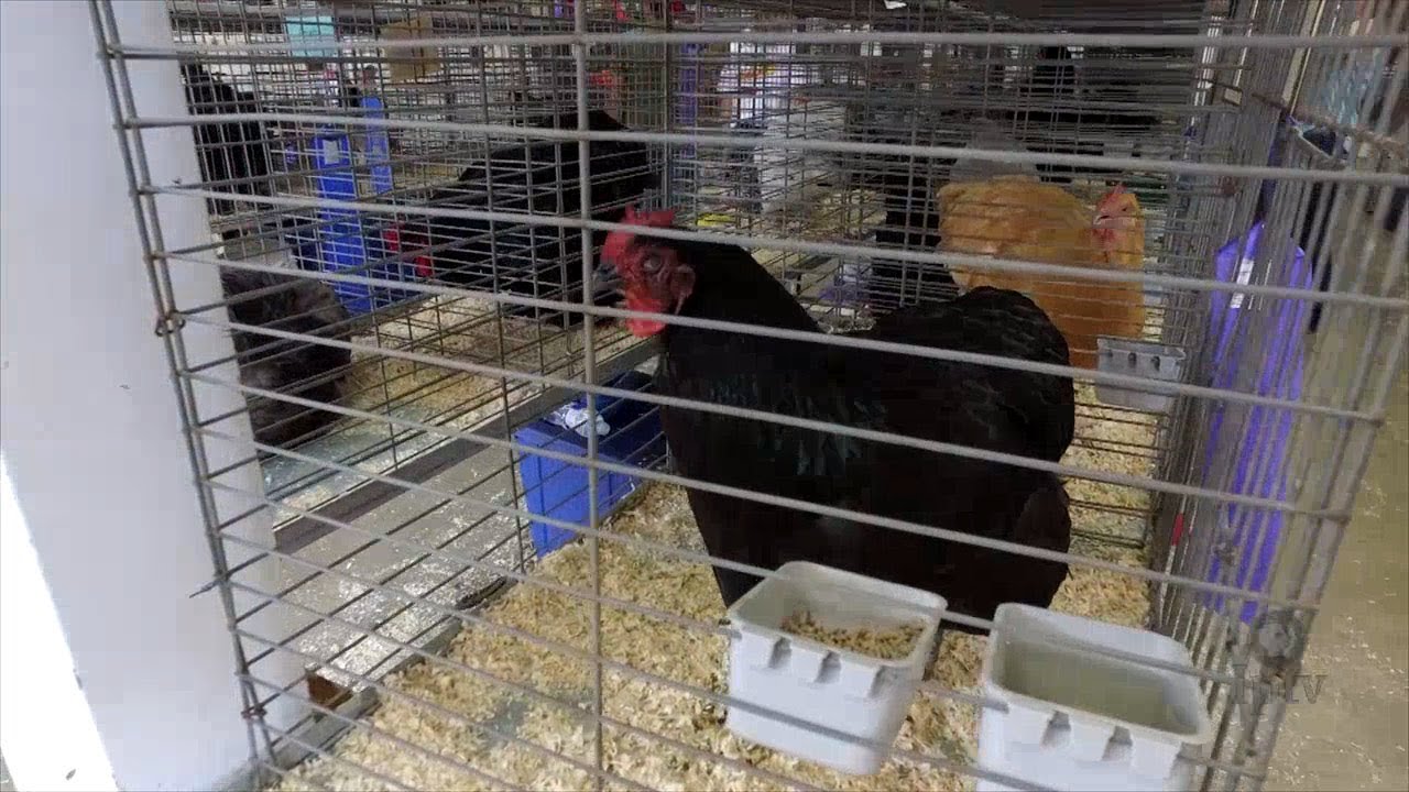 2017 As if you were there...at the fair | Poultry Barn | Celebrating ...