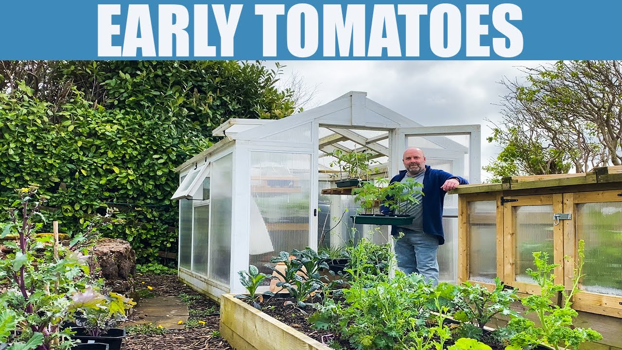 PLANTING THE EARLY BUSH TOMATOES. - YouTube