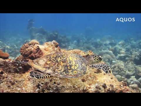 Sharp FHD demo 50 mbt with Aquos