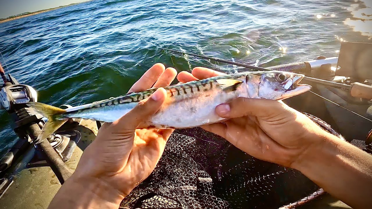 OSTSEE MAKRELEN JETZT SO FANGEN: KÜSTEN ANGELN 😮 - YouTube