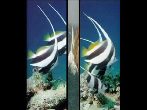 MANDI NISHTULLES-AMAN MOJ NANO KAMERA + TALLAVA LIVE DJ TINO