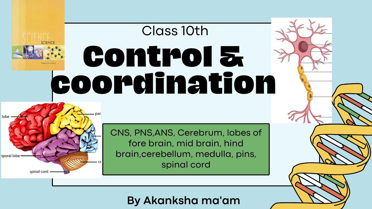 control & coordination, class 10th science, ncert, cbse, brain & its ...