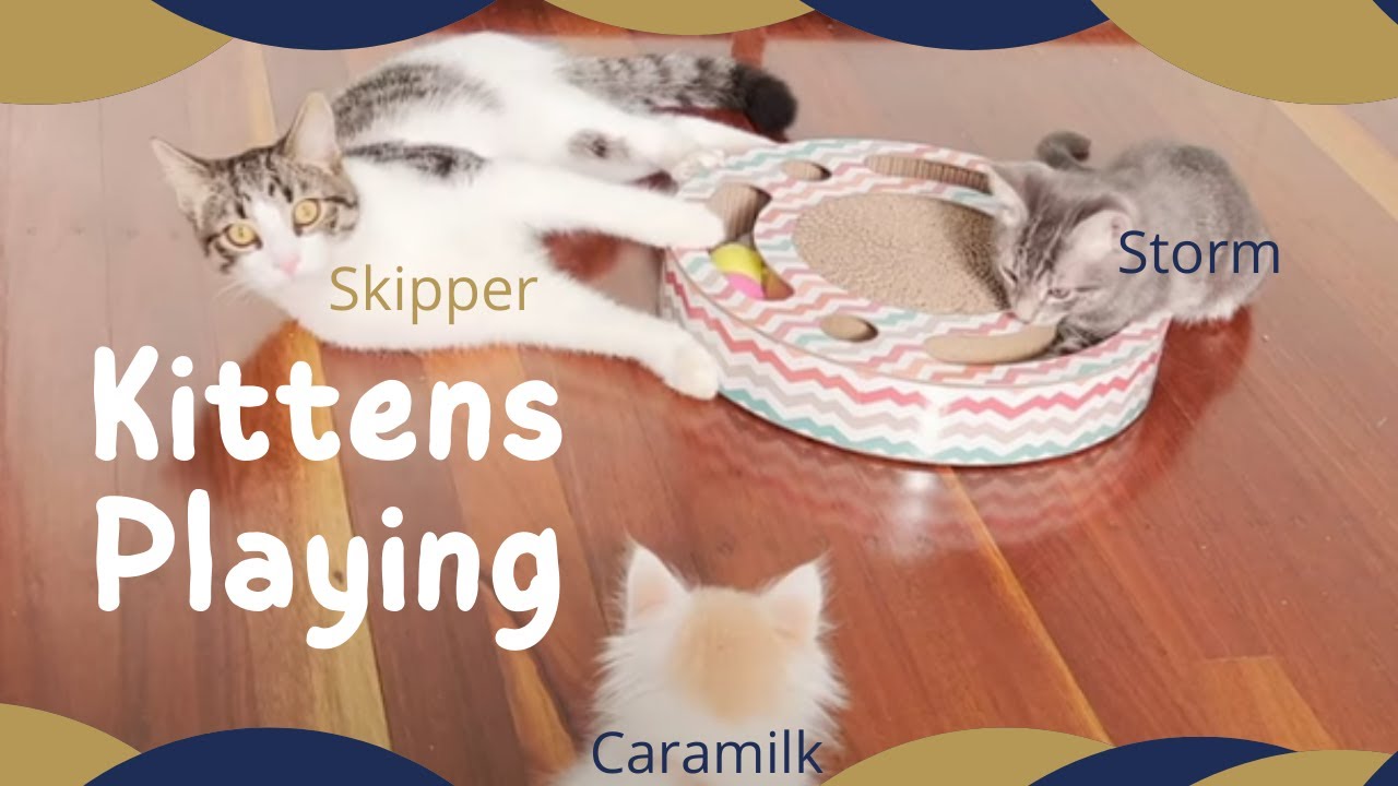 Kittens Playing: You & Me Circle Cardboard Cat Scratch & Rudducks Pet ...