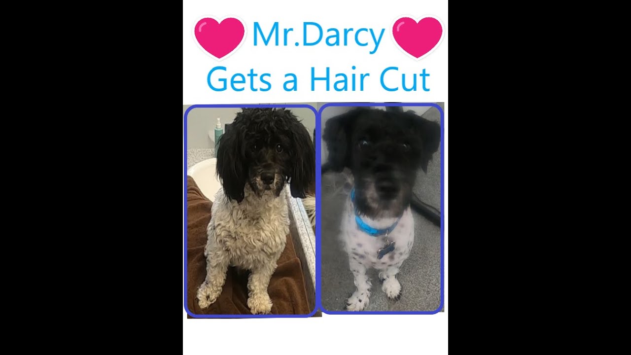 Mr. Darcy's Hair Cut 2021 (Puppy) - YouTube