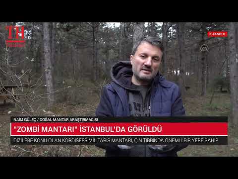 ''ZOMBİ MANTARI'' İSTANBUL'DA GÖRÜLDÜ
