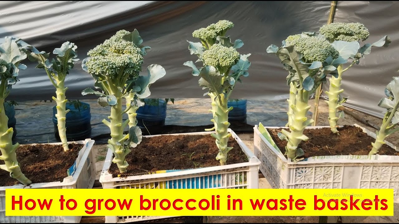 How to grow broccoli from seed to harvest in waste fruit baskets - YouTube