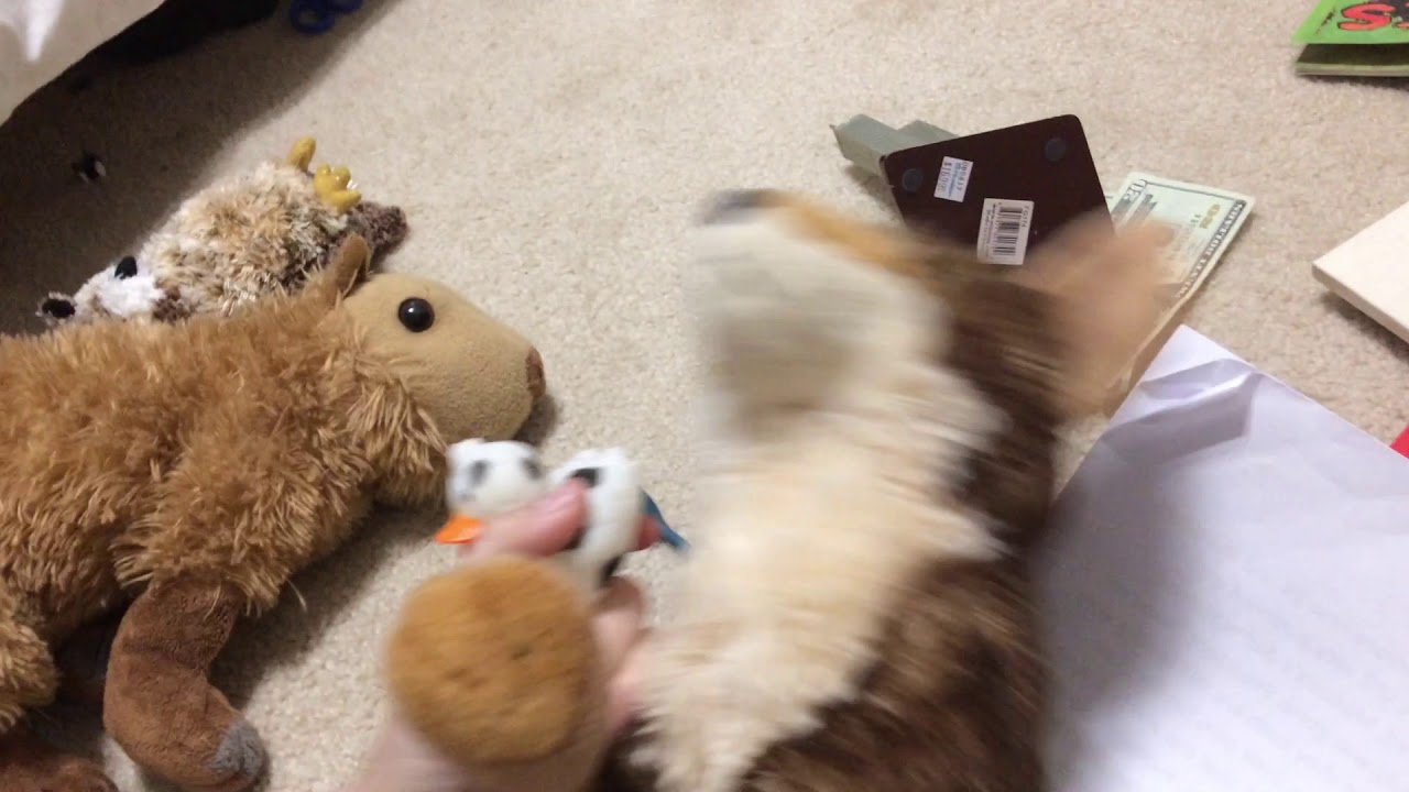 Zoomates- The closet - YouTube