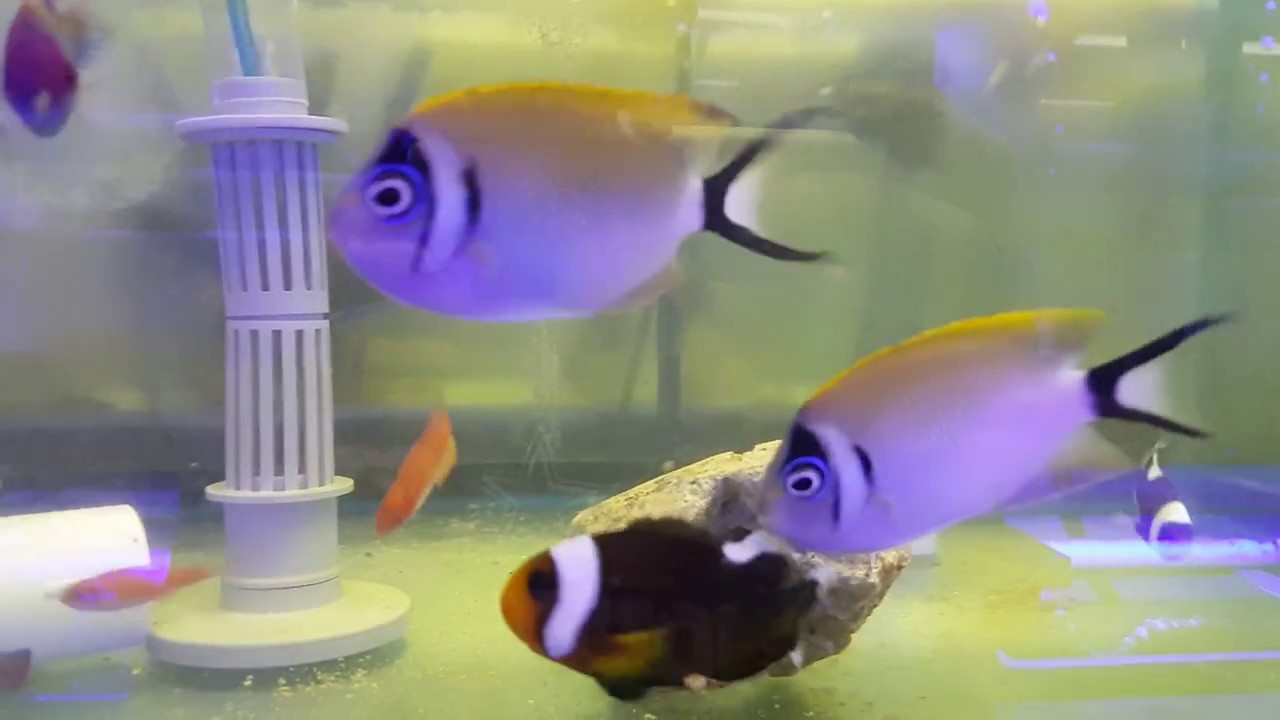 Masked Swallowtail Angel pr. $329 - Japan - YouTube