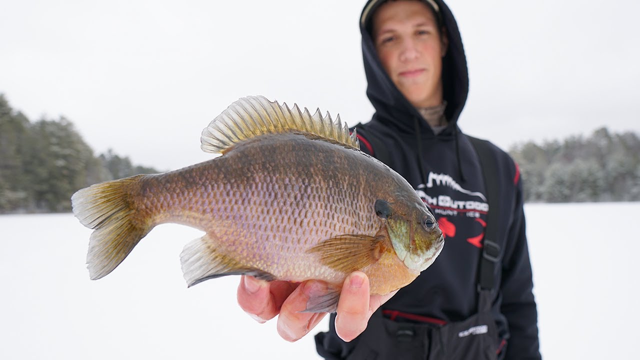 Ice Fishing GIANT BULL BLUEGILLS in Northern Wisconsin - YouTube