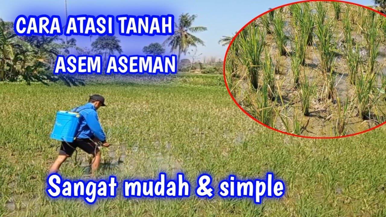 cara mengatasi asem aseman pada tanaman padi - YouTube
