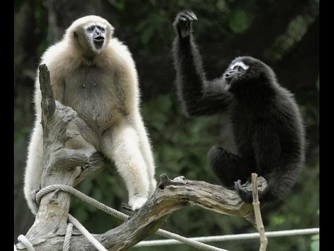 Amazing Hoolock gibbon in Delhi Zoo | हूलॉक गिब्बन | Endangered species ...