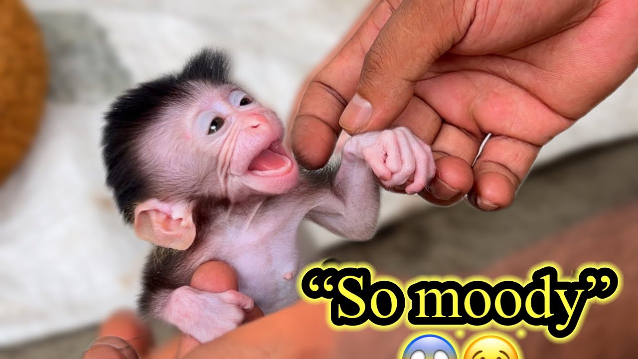 "Orphan Baby Monkey Gets Angry When Cici Grabs His Tail 😡🐒" - YouTube