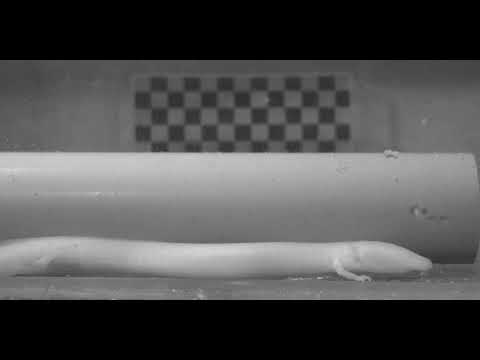 Video of an olm eating - YouTube