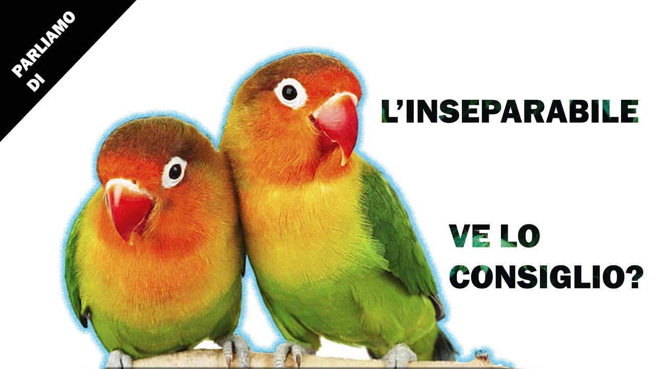INSEPARABILE come PRIMO PAPPAGALLO, ve lo CONSIGLIO? Parliamo dell ...