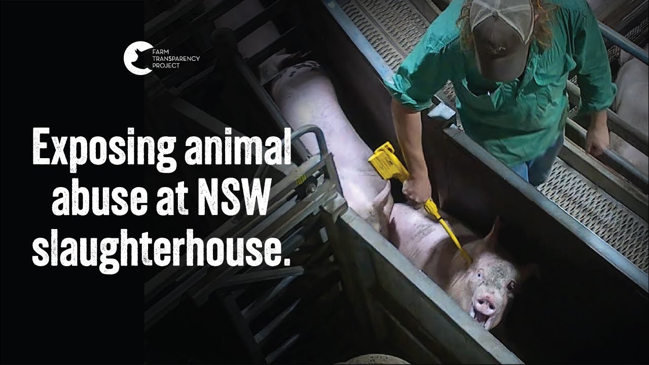 Our 30th slaughterhouse exposed | Cowra Meat Processors - YouTube