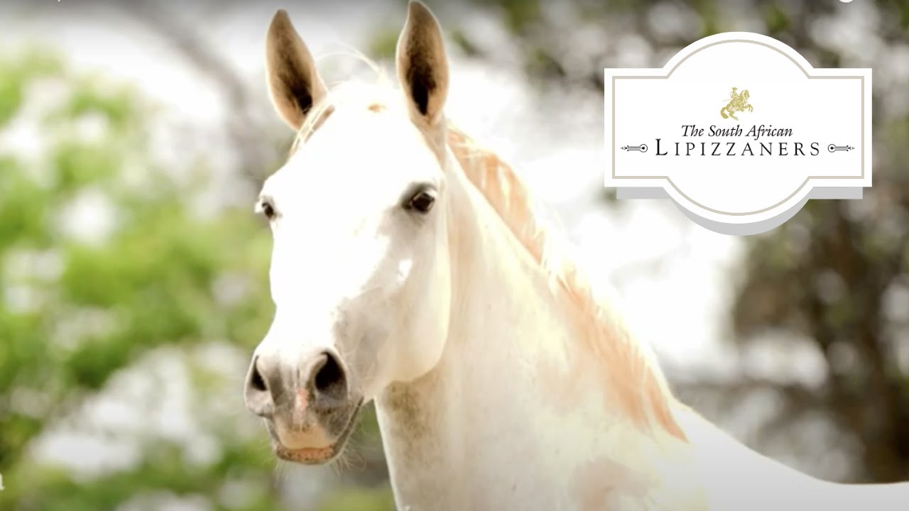 The South African Lipizzaners - YouTube