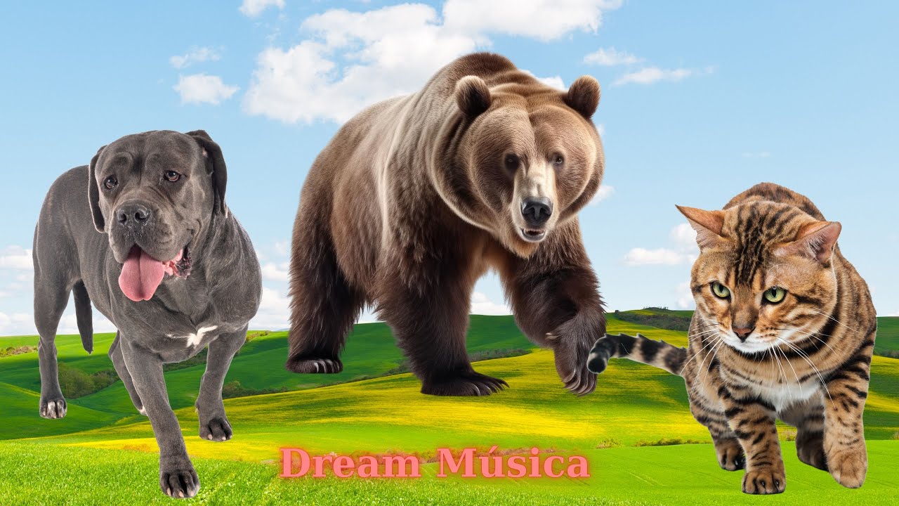 Little Animals Sounds: Buffalo, Dog, Cat, Bear, Duck, Sheep - Animal ...