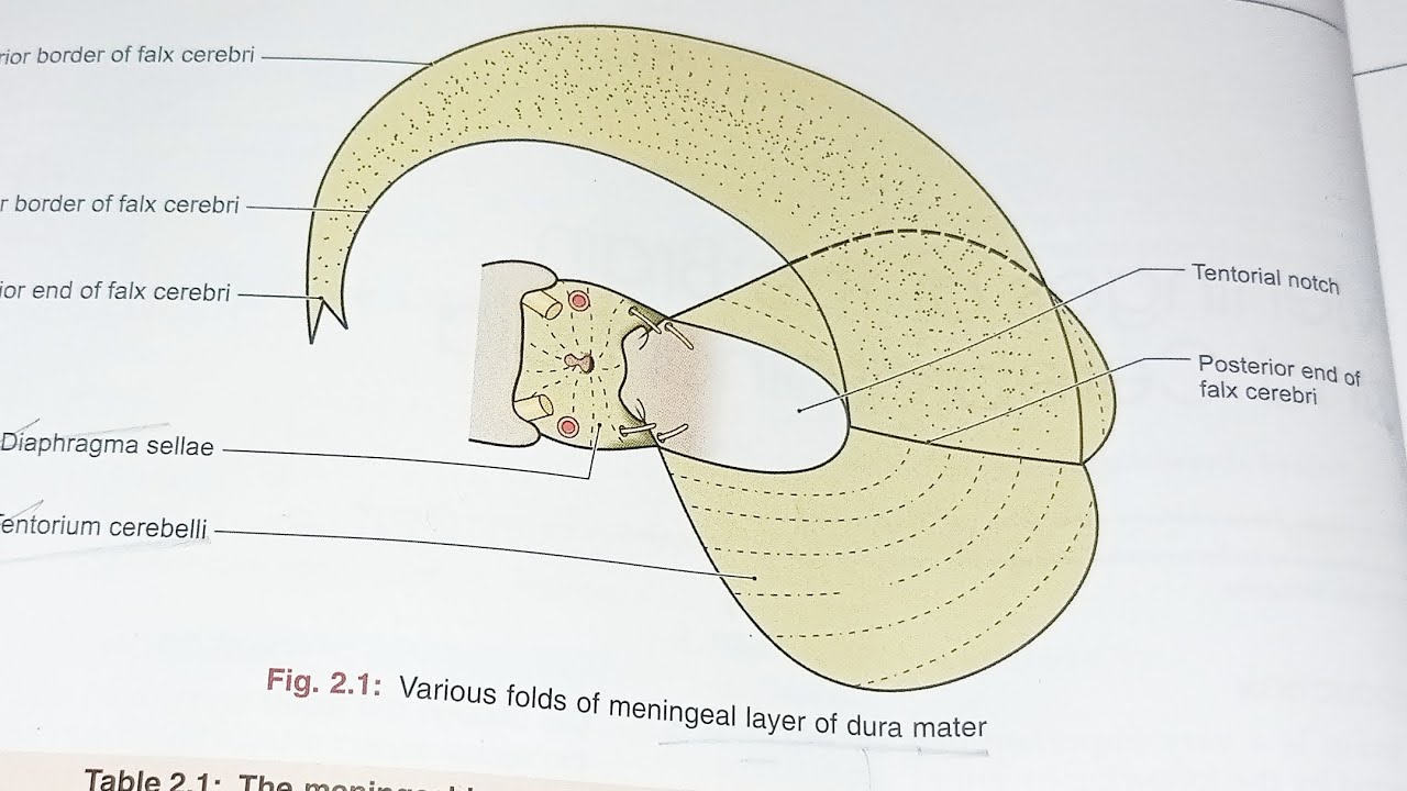 2.Various folds of meningeal layer of dura mater; Neuroanatomy:BDC ...