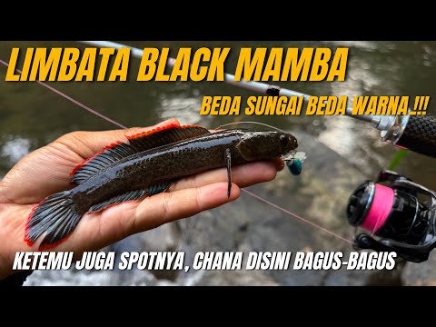 INI DIA YANG KITA CARI‼️🤩🔥MANCING CASTING CHANNA LIMBATA BLACK MAMBA‼️