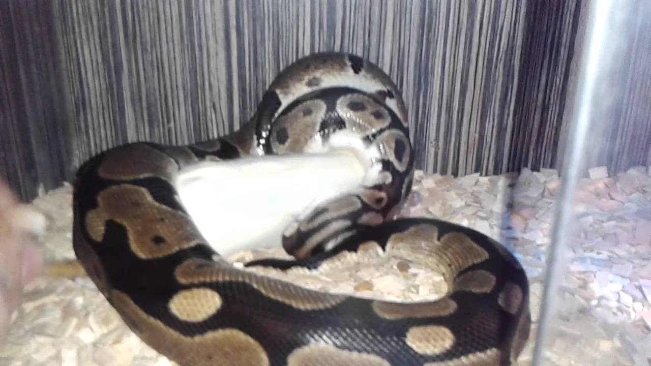 Feeding royal python - YouTube