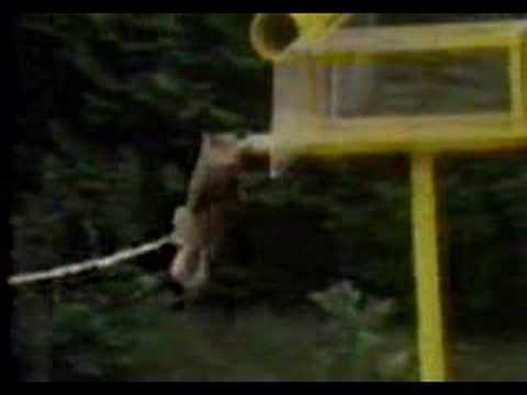 Squirrel Daylight Robbery I - YouTube