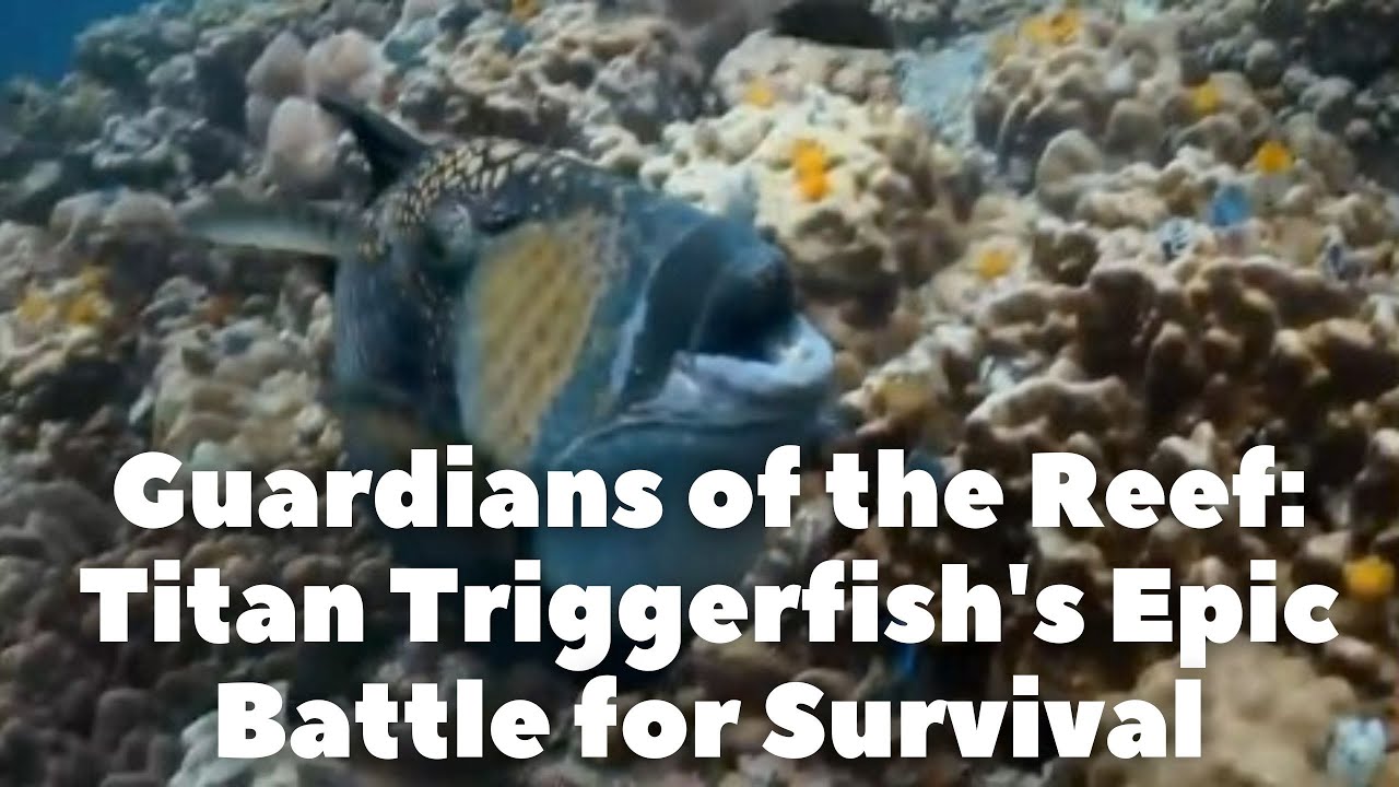 Guardians of the Reef: Titan Triggerfish's Epic Battle for Survival ...