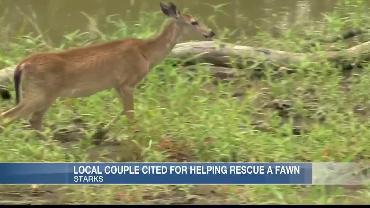 YouTubers cited for helping rescue a fawn - YouTube