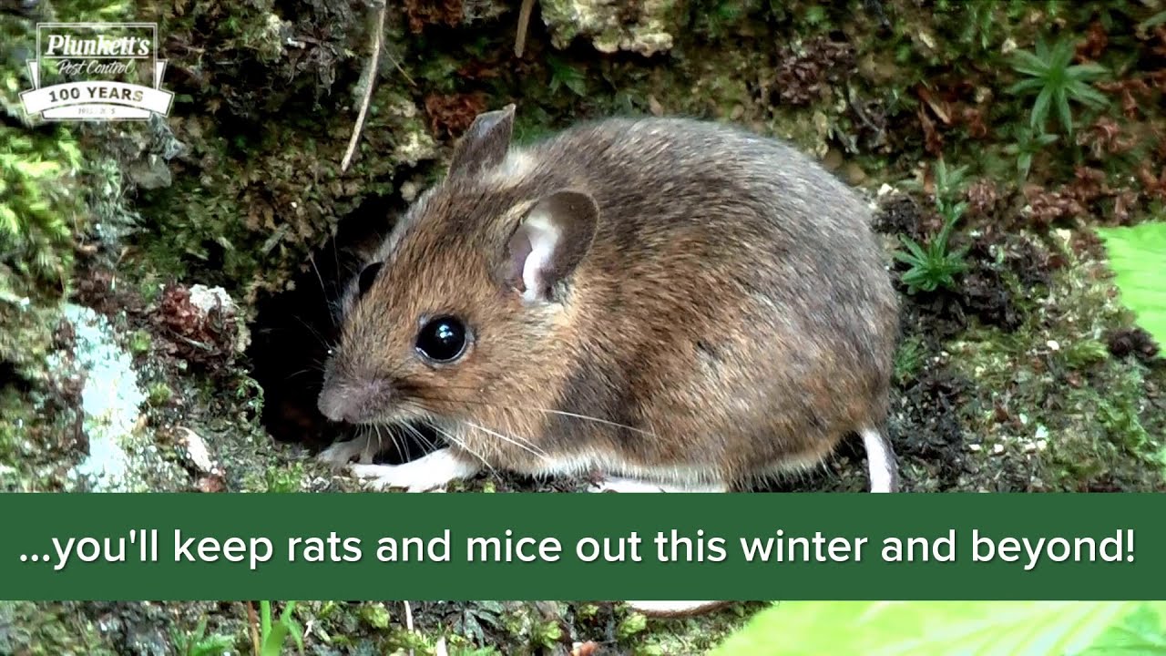 How Can I Keep Rodents Out of My Home? - YouTube